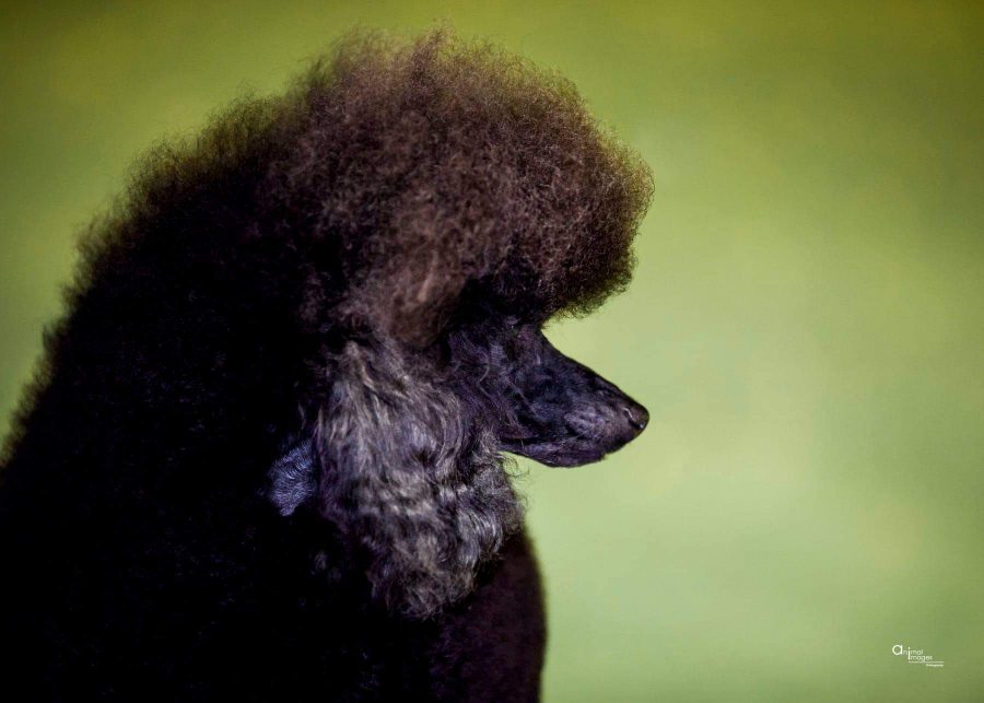 Grooming Mission Statement – SusanneBond.com